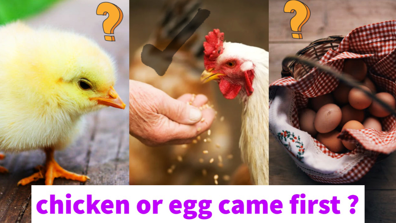 chicken or egg came first ? : The Age-Old Question Continues to Baffle ...